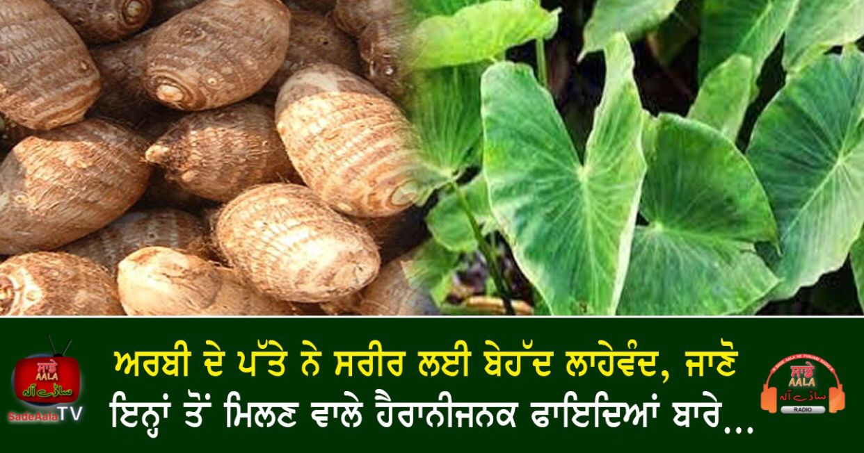 health benefits of arbi leaves learn about the amazing benefits they ...